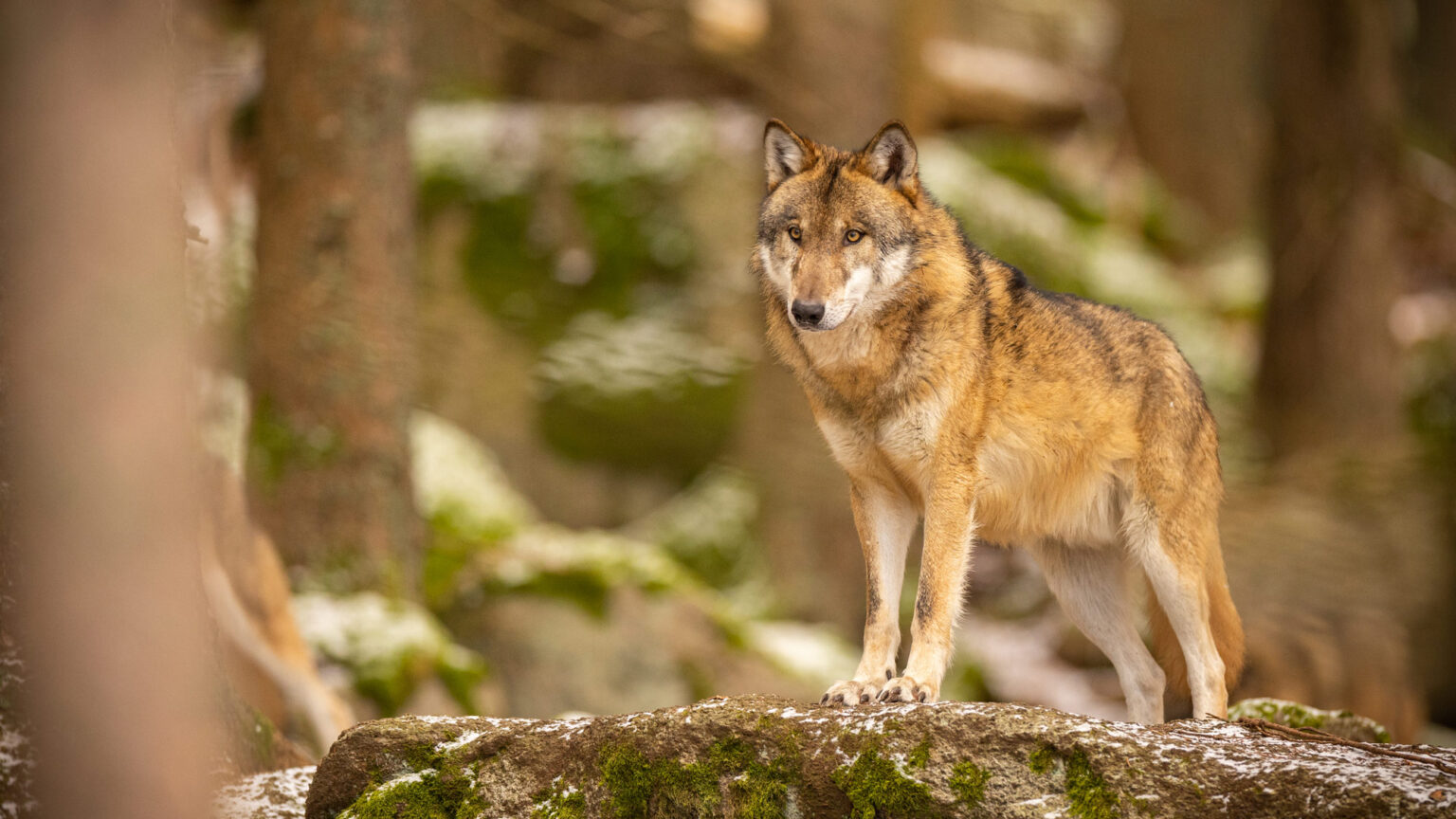 Non à la chasse au loup en Europe ! • ASPAS