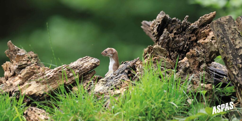 Carte postale panoramique - Belette d'Europe - Collection 2023 • ASPAS