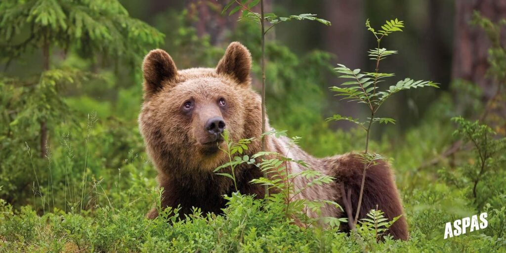 Carte postale panoramique - Ours - Collection 2023 • ASPAS