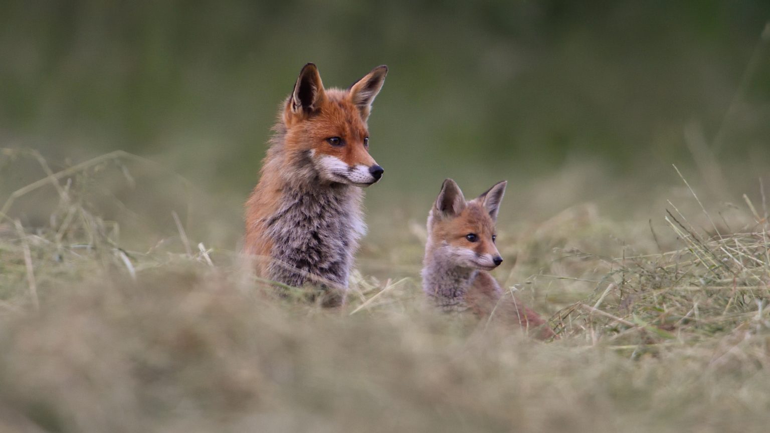 Association Protection des Animaux Sauvages • ASPAS