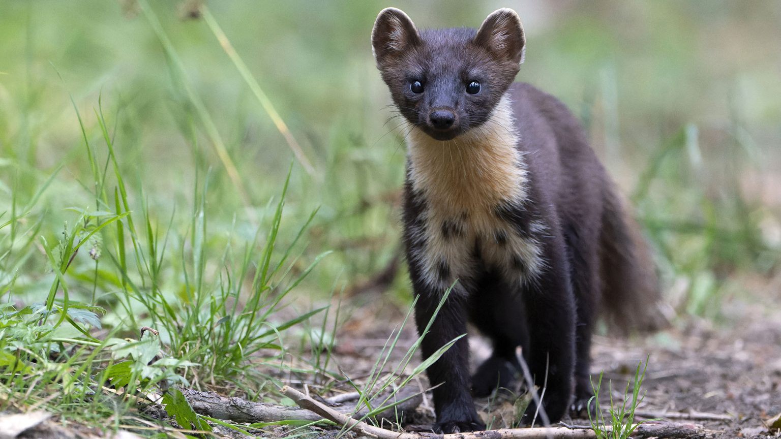 Victoire historique pour les « nuisibles » ! • ASPAS