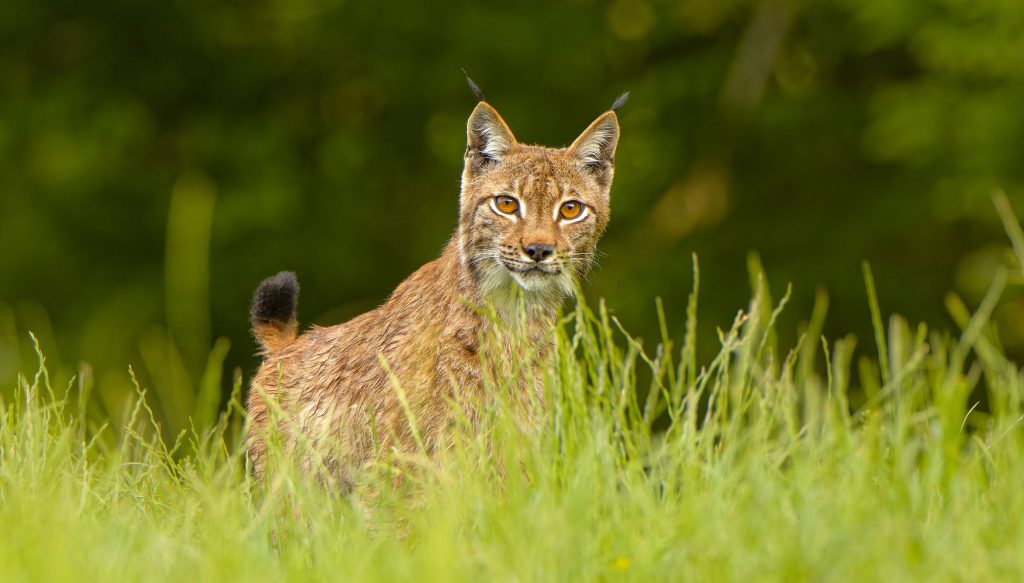 Réguler les lynx, le Doubs rêve des chasseurs ! • ASPAS